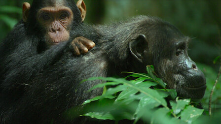 Watch Chimp Empire | Netflix Official Site