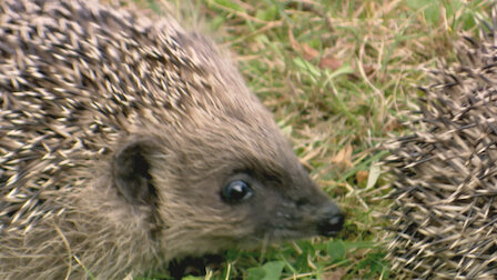 Watch If I Were an Animal | Netflix