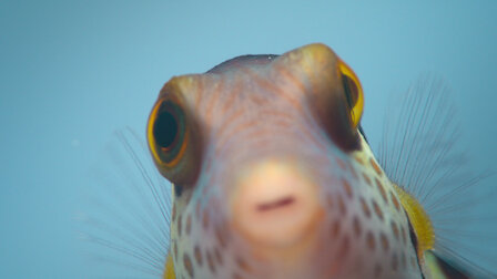 Watch Puff: Wonders of the Reef | Netflix Official Site